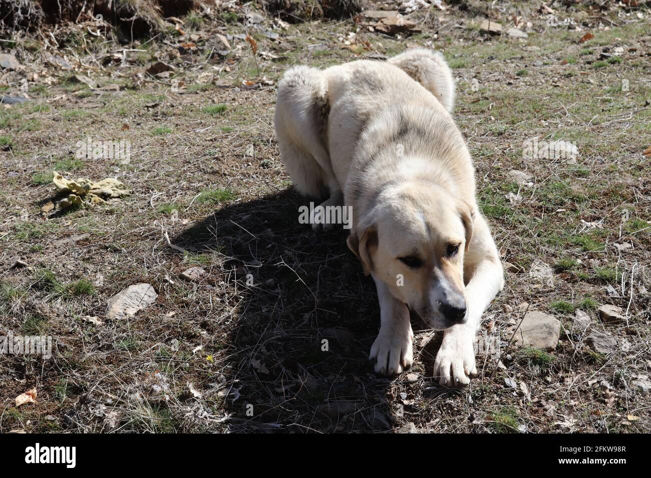 Purebred Anatolian Shepherd Dog Turkey Stock Photo - Alamy