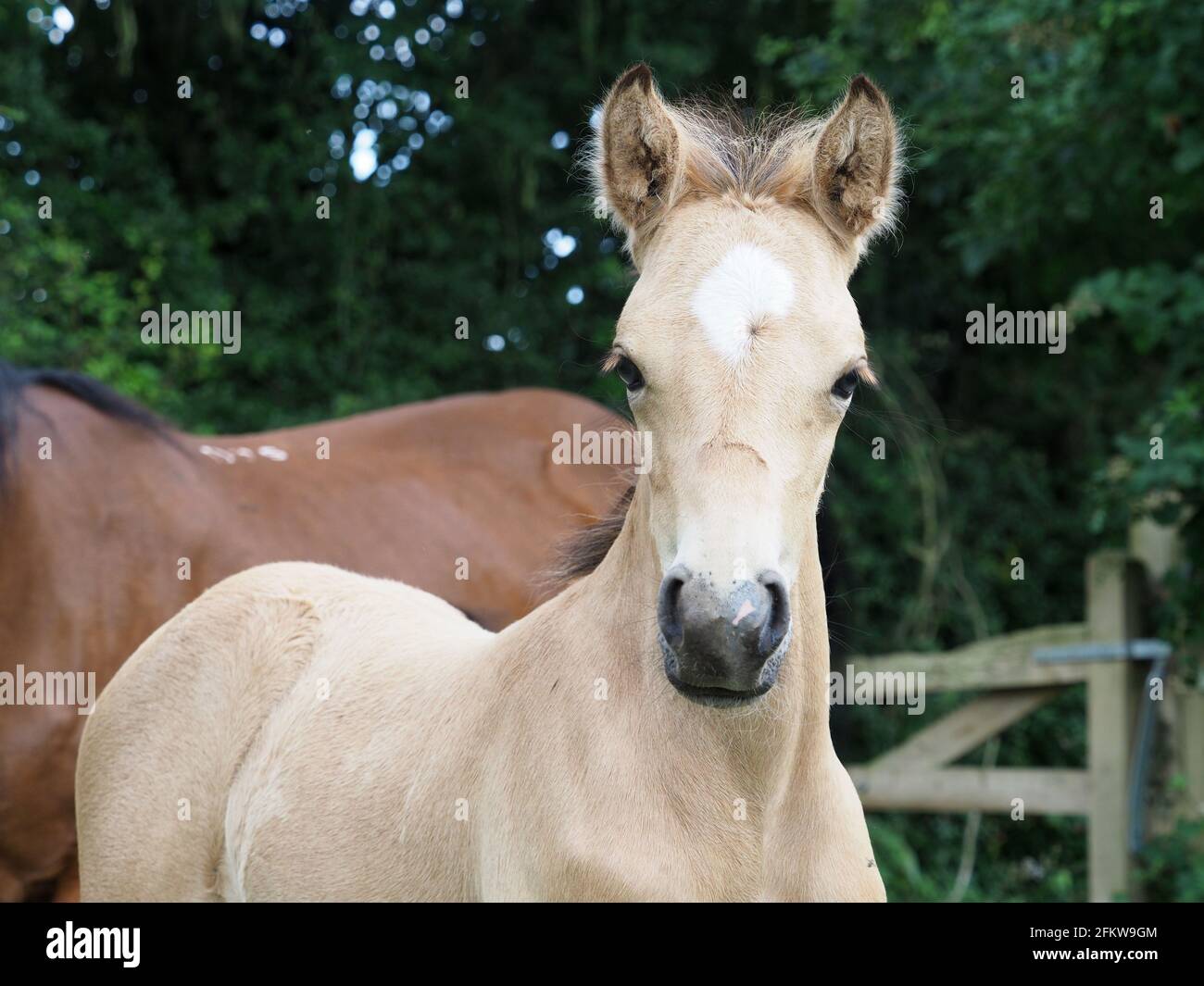 Pretty young welsh pony hi-res stock photography and images - Alamy