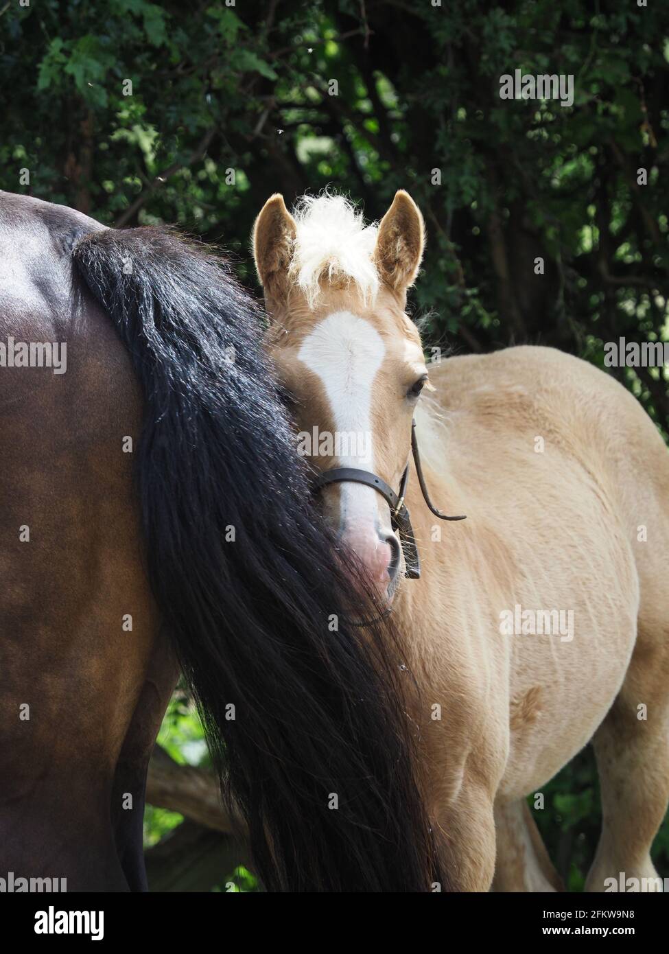 Foal behind mother hi-res stock photography and images - Alamy
