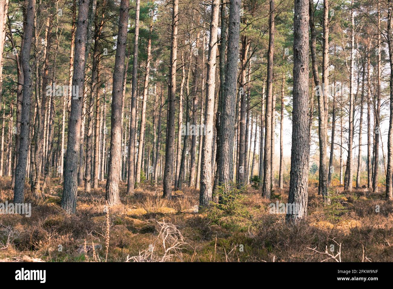 Tall trees in forest against beautiful misty spring sunlight in ...