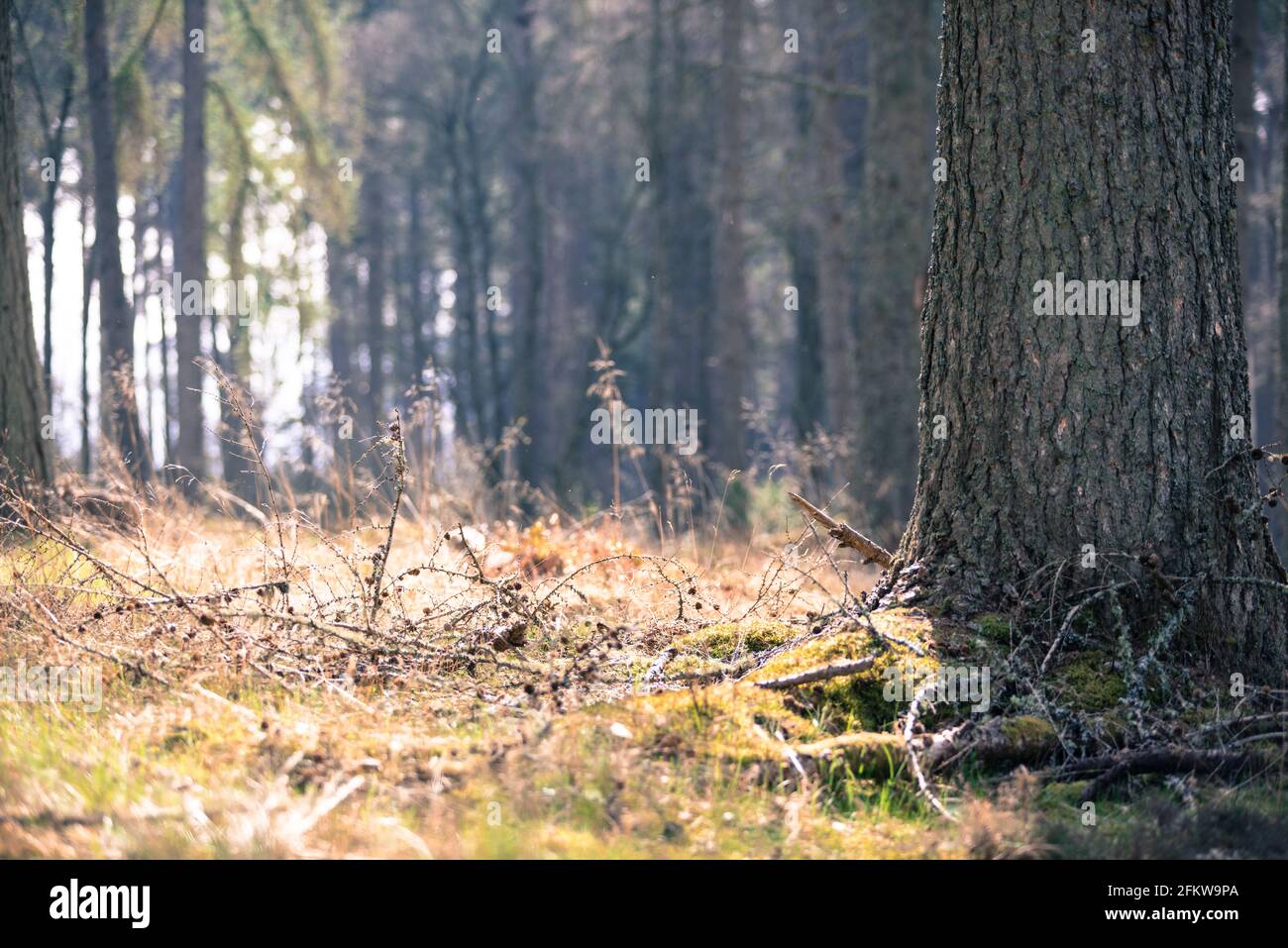 calm and peaceful pine tree forest with green forest bed and straight tree trunks in mist Stock ...