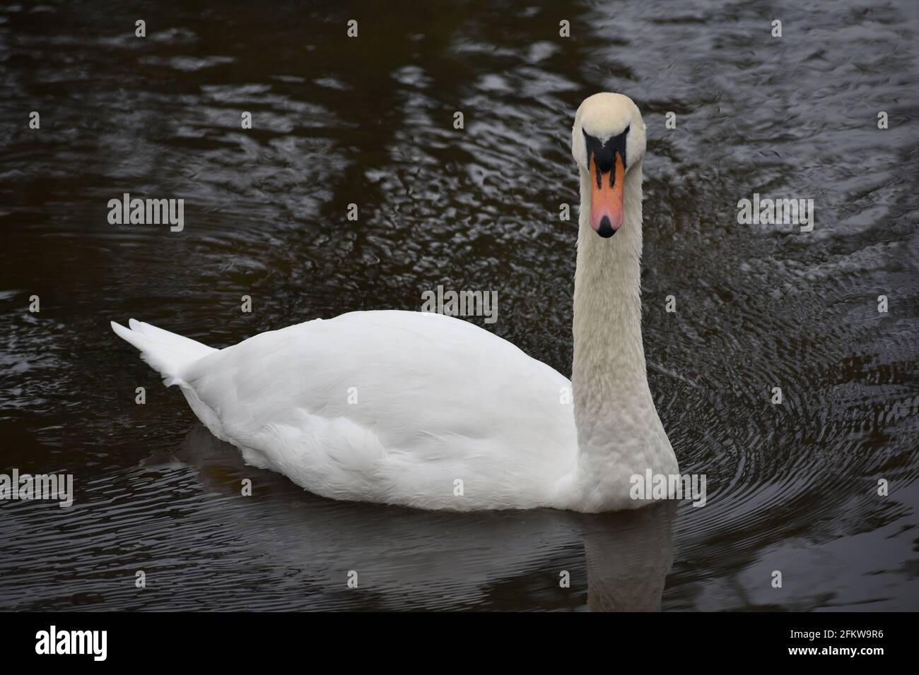 Beautiful mute swan looking at the camera Stock Photo - Alamy