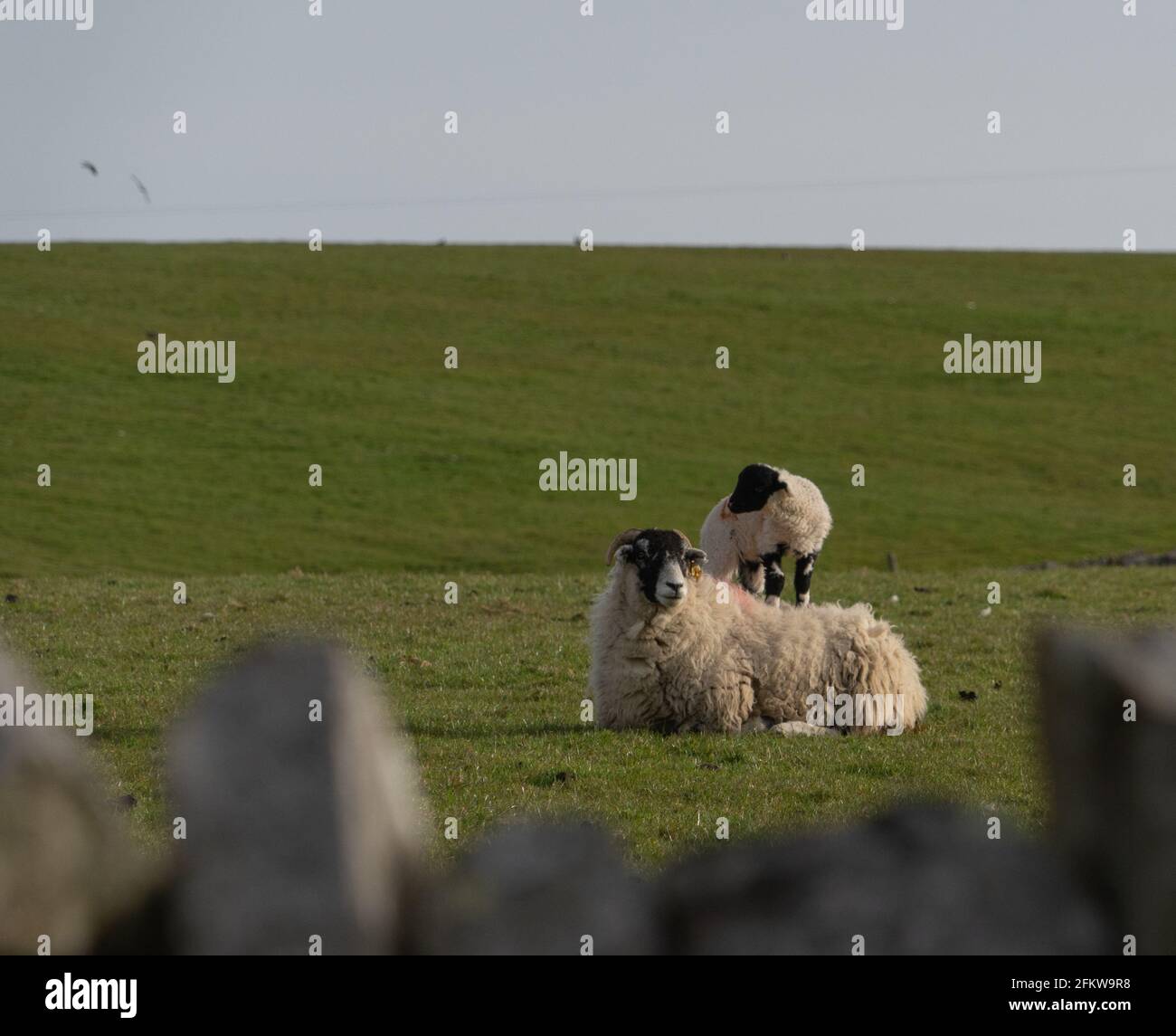 Swaledale lamb standing on ewe's back Stock Photo - Alamy