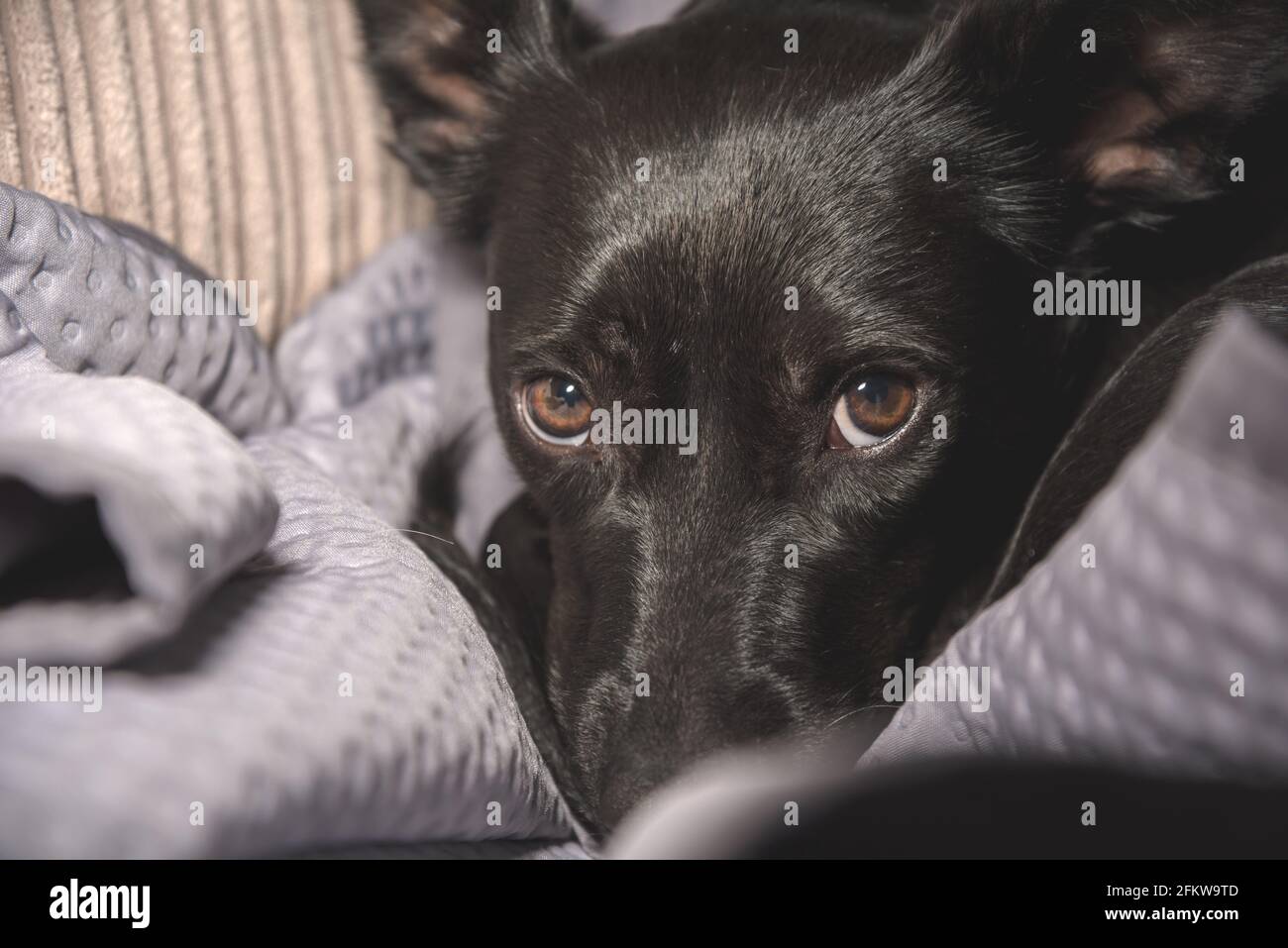 Scared dogs house hi-res stock photography and images - Alamy