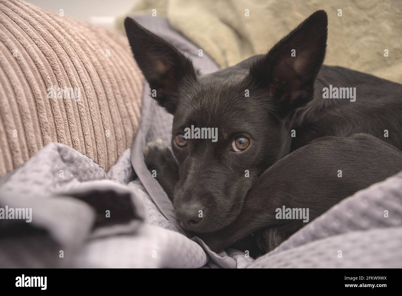 Scared black dog on a sofa Stock Photo - Alamy