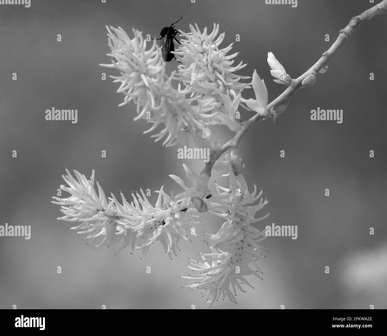 England 2021 Black and White Stock Photos & Images - Alamy