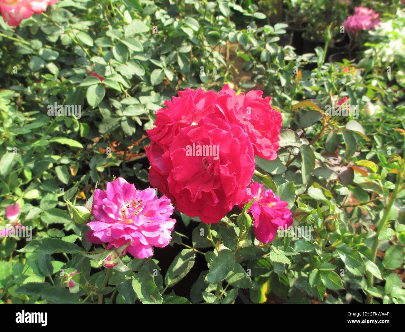 scenic view of rose flowers and plants for multipurpose use Stock Photo ...