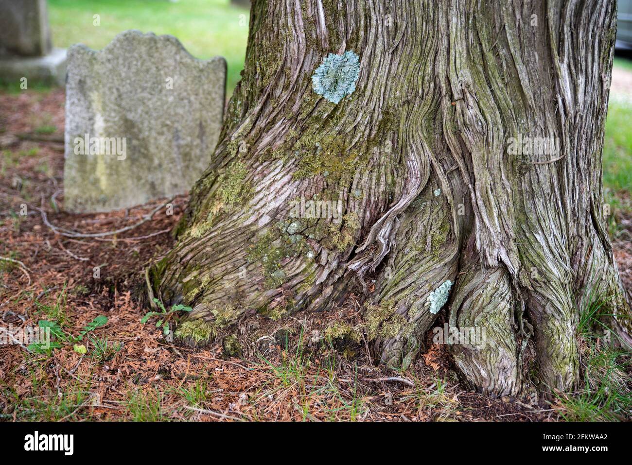 Swirling texture tree bark in cemetery by anciant grave stone Stock ...
