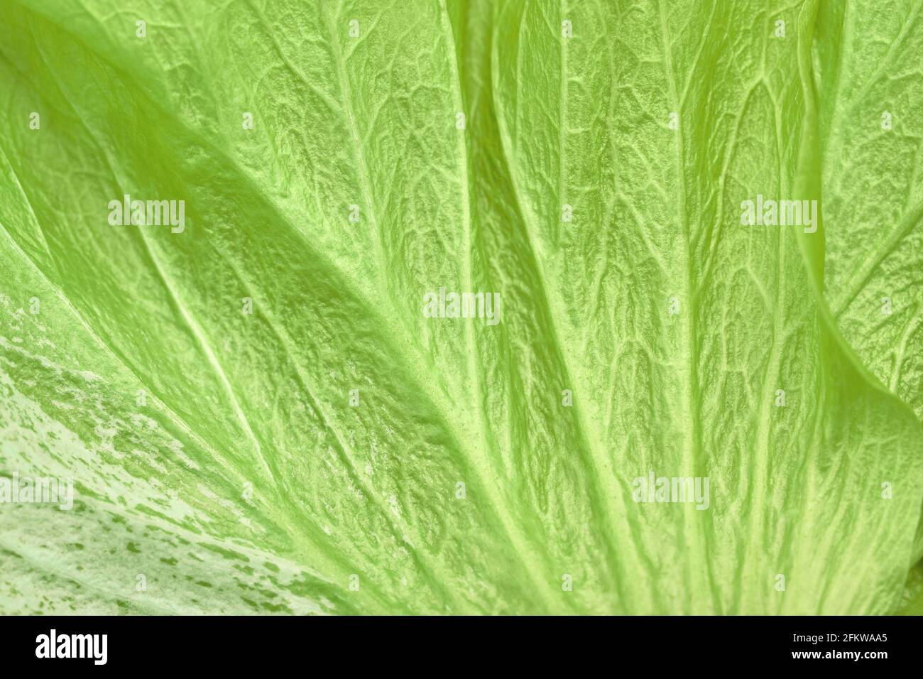 Smooth texture leaf hi-res stock photography and images - Alamy