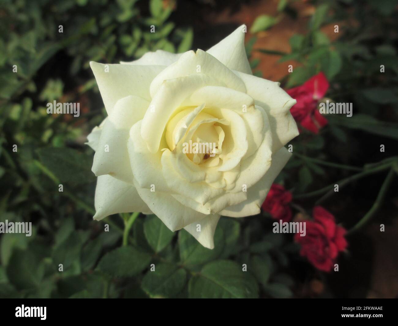 scenic view of rose flowers and plants for multipurpose use Stock Photo ...