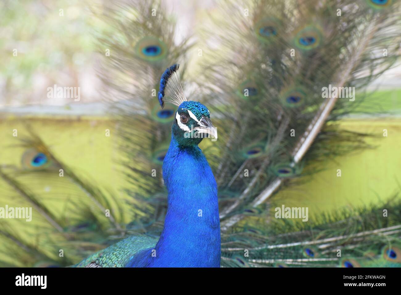 Pavo ave hi-res stock photography and images - Alamy