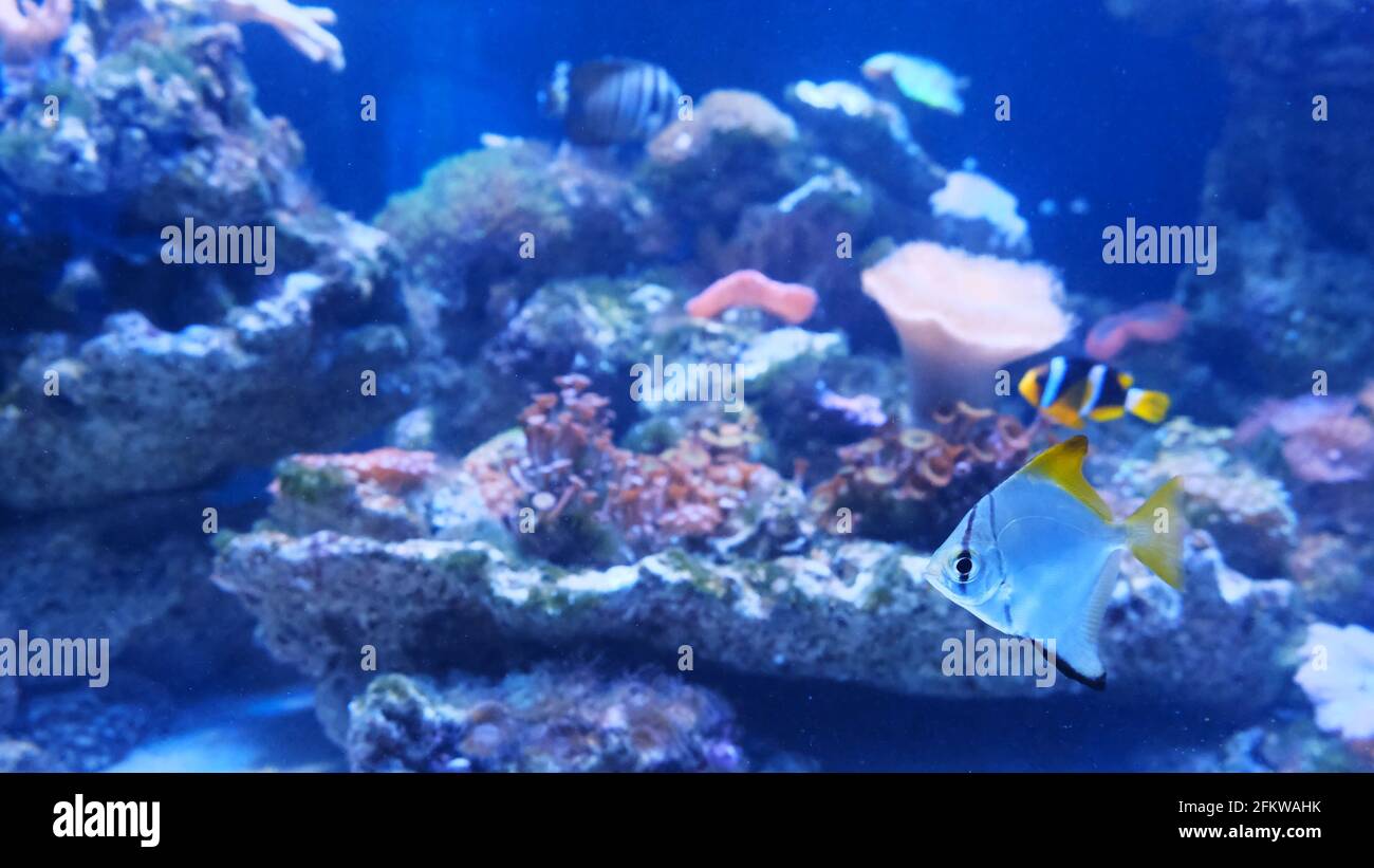 Coral reef with many coloured fish hi-res stock photography and images ...