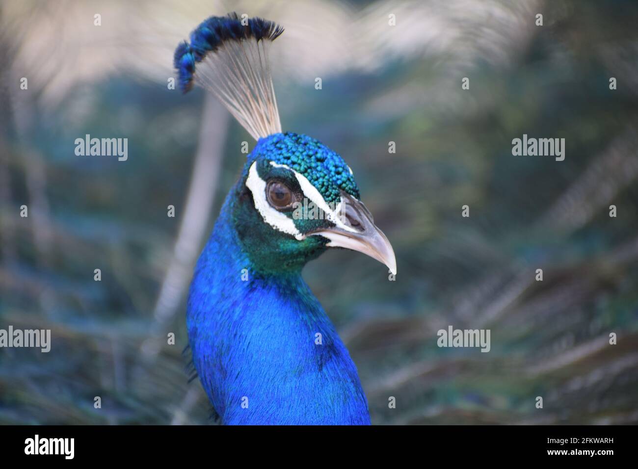 Colores de pavo hi-res stock photography and images - Alamy
