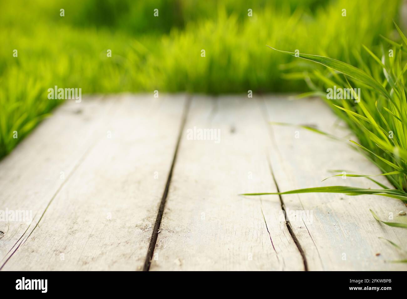 Old grey wooden board with fresh green grass around in spring field ...