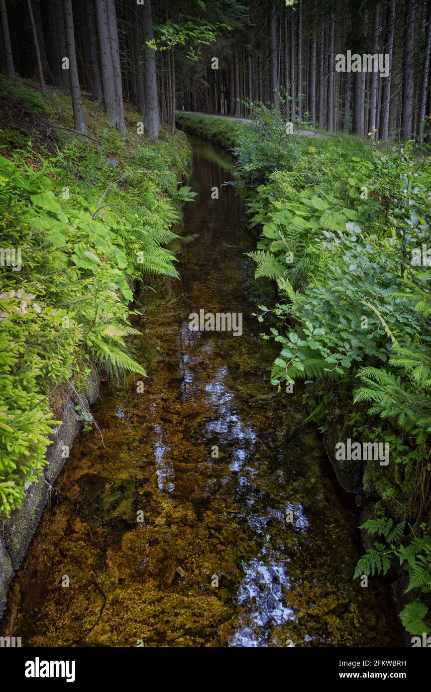 River flow through dense forest hi-res stock photography and images - Alamy