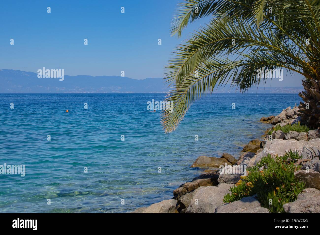Seascape with turquoise blue ocean and a green palm tree on some rocks ...