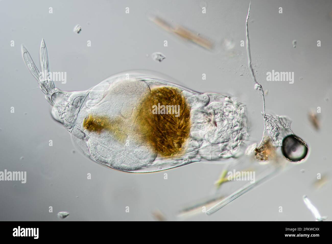 Rotifer foraging in stream 200x hi-res stock photography and images - Alamy