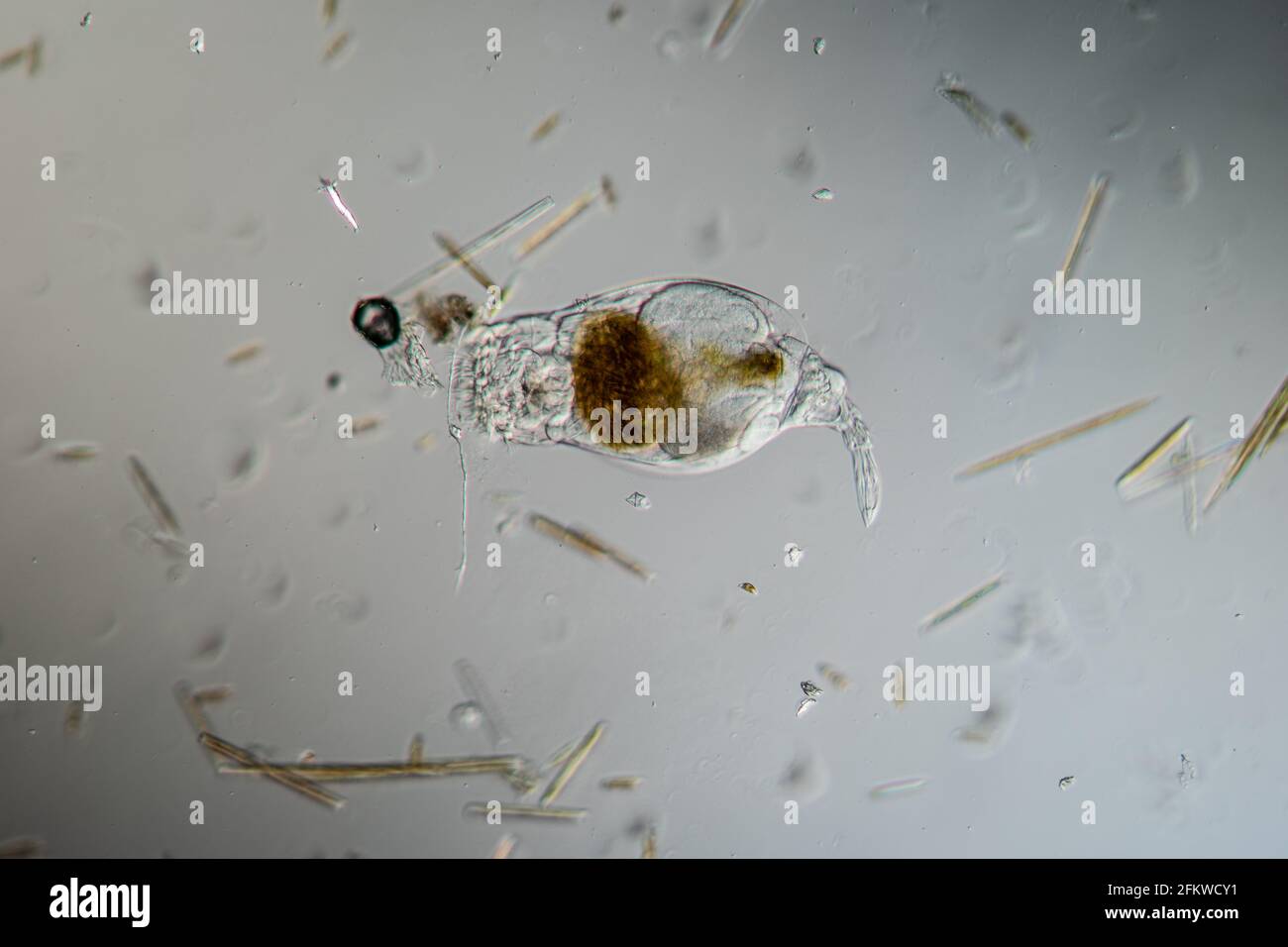 Rotifer hi-res stock photography and images - Alamy