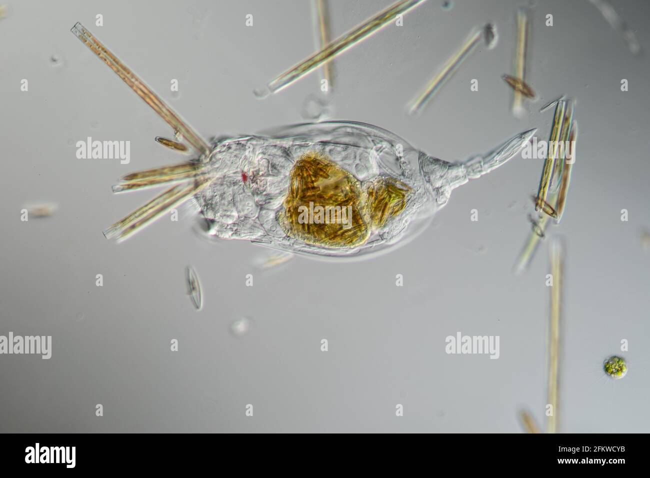 Rotifer hi-res stock photography and images - Alamy