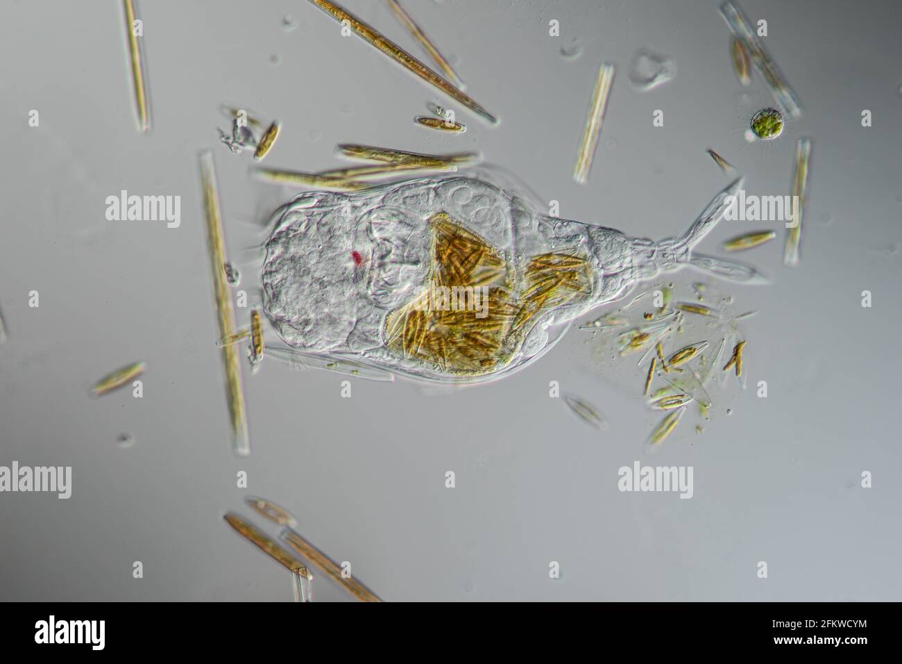 Rotifer hi-res stock photography and images - Alamy
