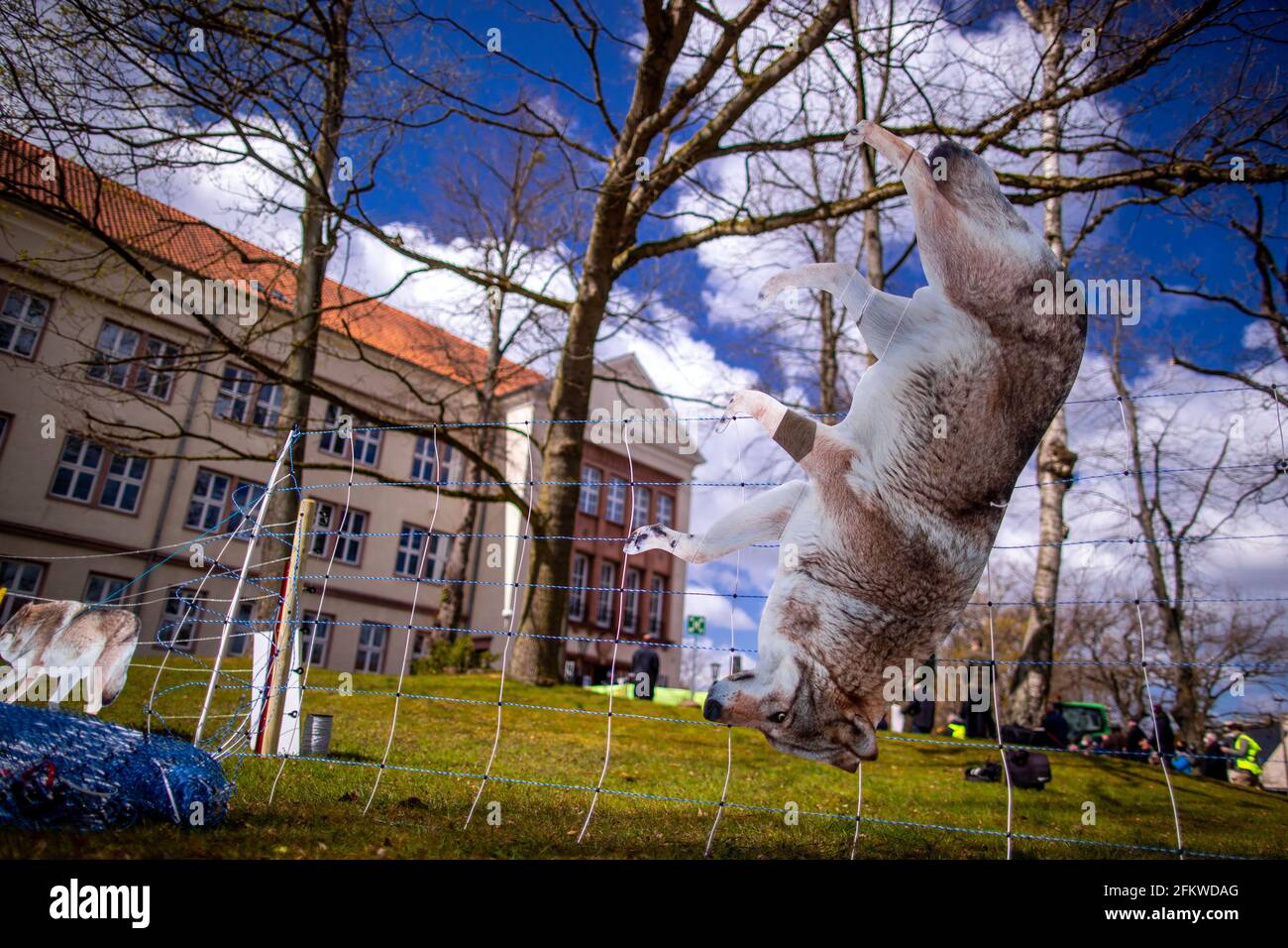 Protection against wild animals hi-res stock photography and images - Alamy