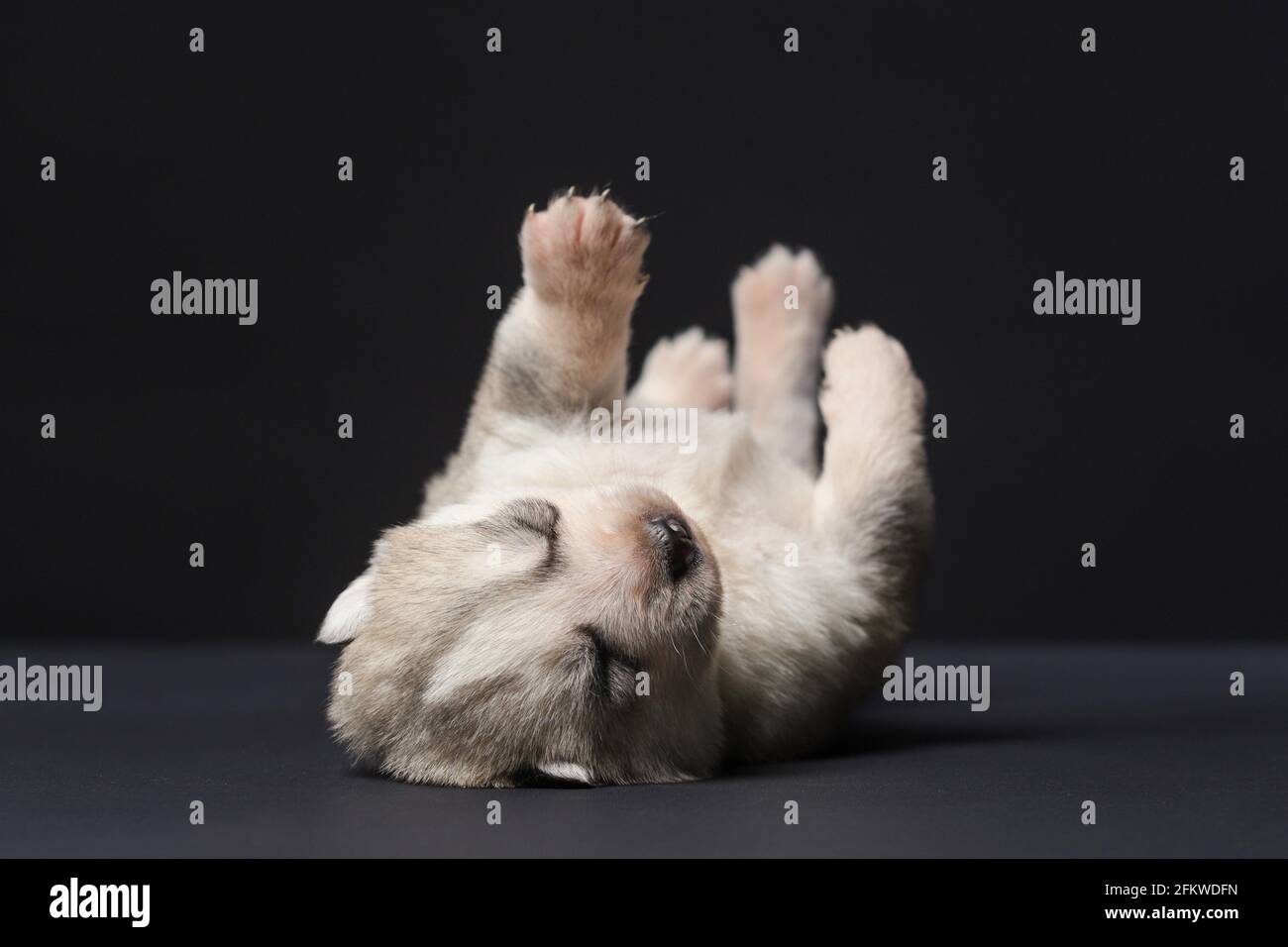 Cute Siberian Husky 2 week old puppy laying on his back on a black ...