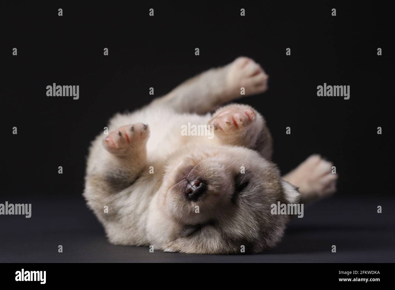 Cute Siberian Husky 2 week old puppy laying on his back on a black ...