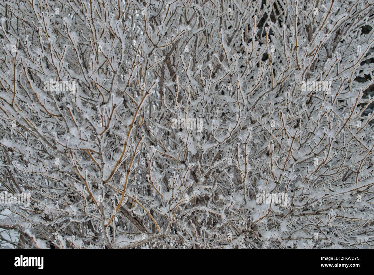 Closeup shot frosty branches hi-res stock photography and images - Alamy