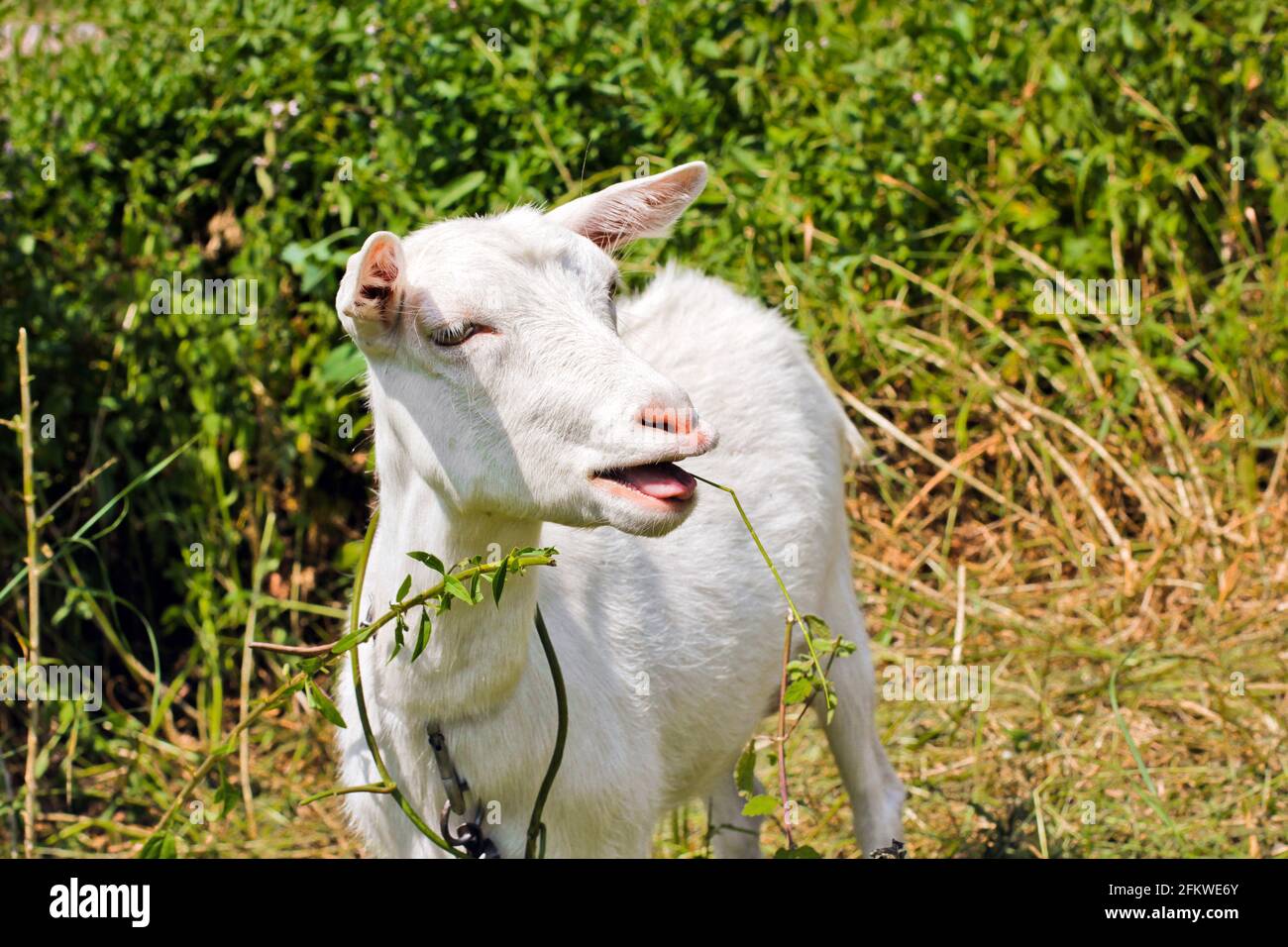 Goat in the field. Whole goat. Animal Stock Photo - Alamy