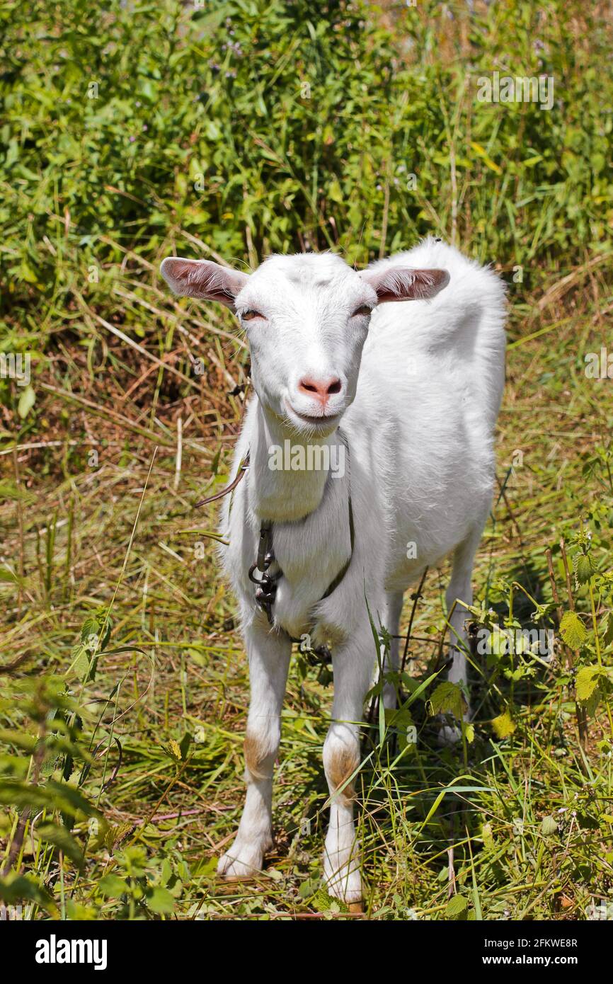Goat in the field. Whole goat. Animal Stock Photo - Alamy