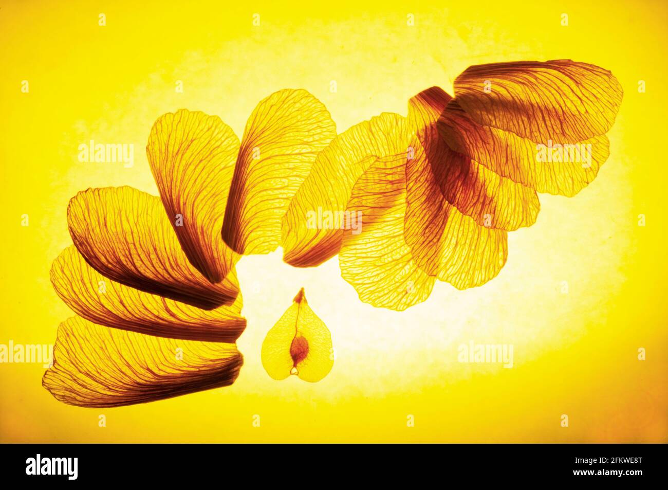 Flying seeds wing shape in yellow backlight lighting background macro ...