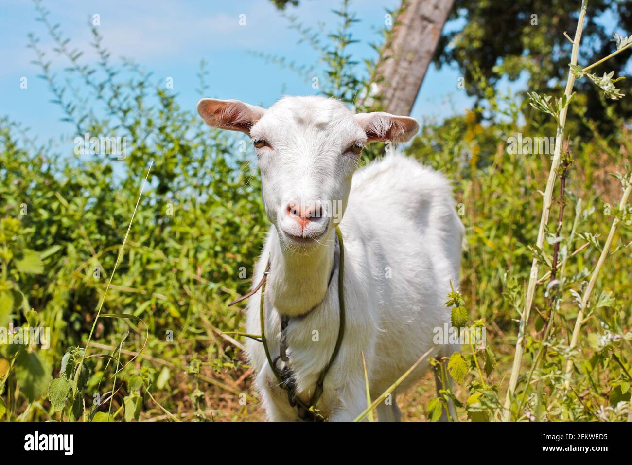 Goat in the field. Whole goat. Animal Stock Photo - Alamy
