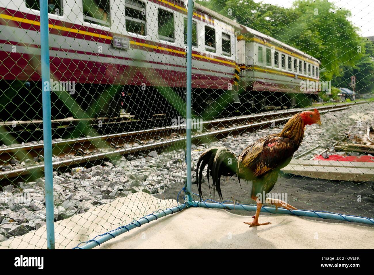 A rooster in a cage seen along the railway track as a train passes by ...