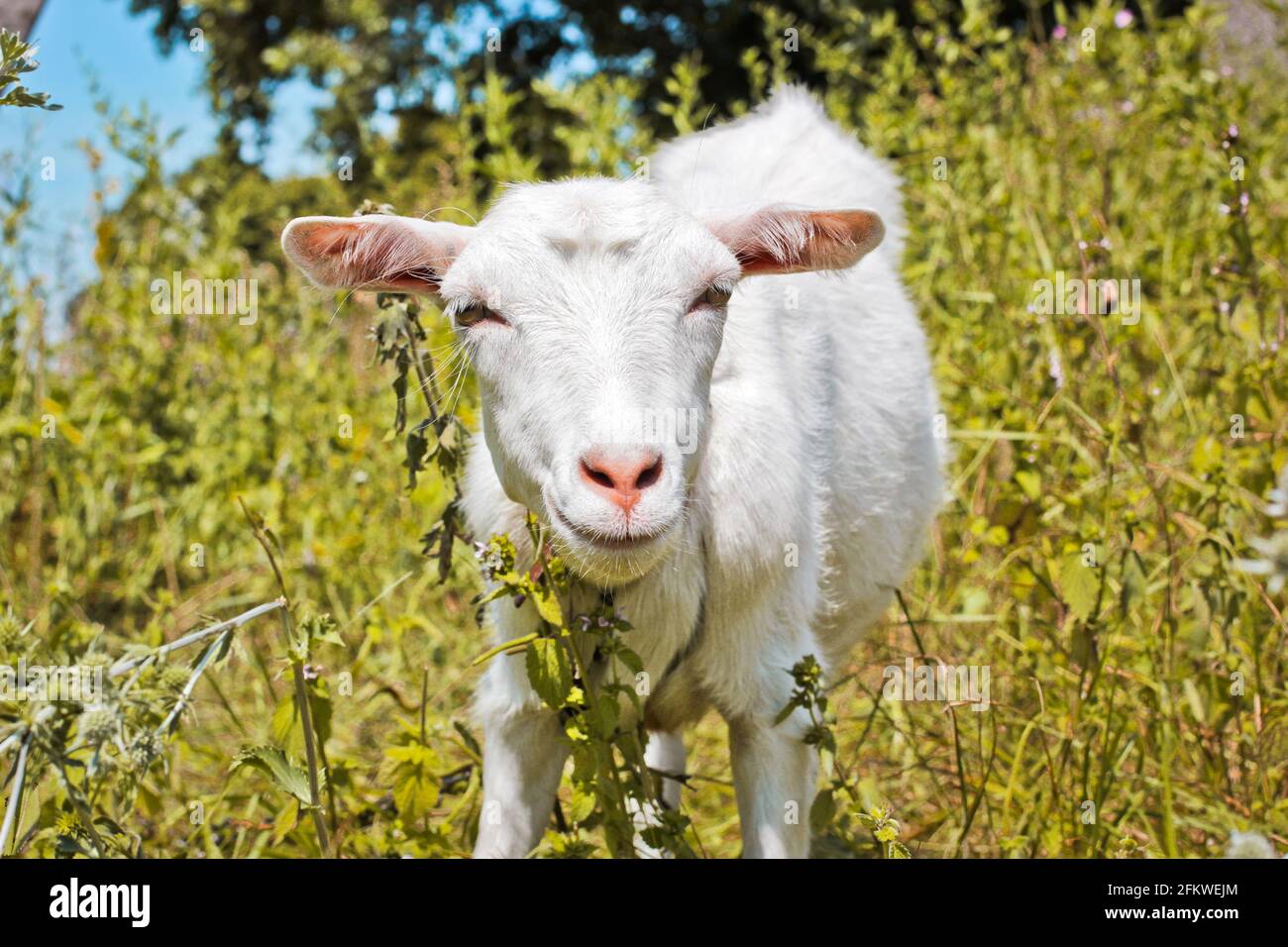 Goat in the field. Whole goat. Animal Stock Photo - Alamy