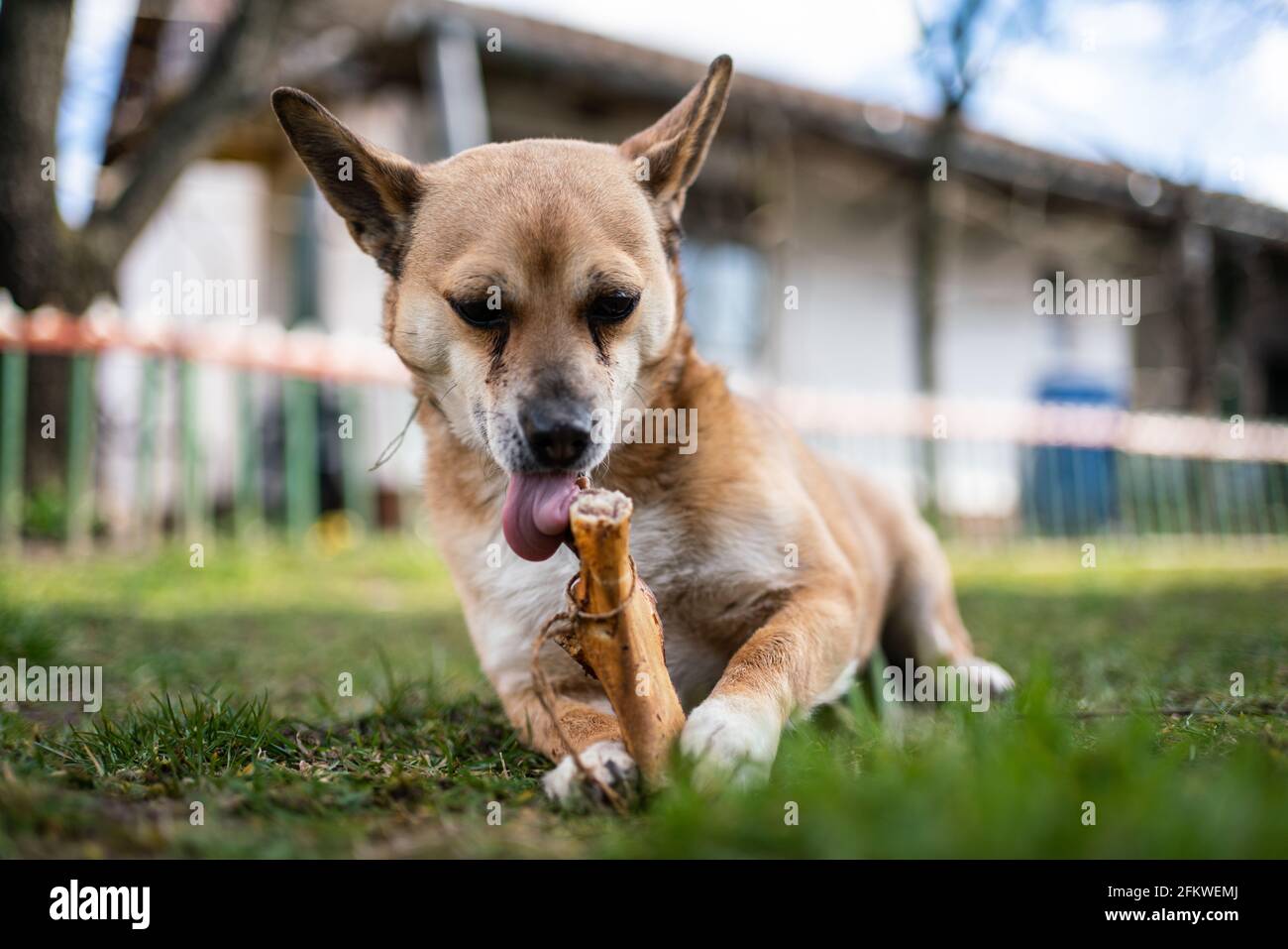 Chivava High Resolution Stock Photography and Images - Alamy