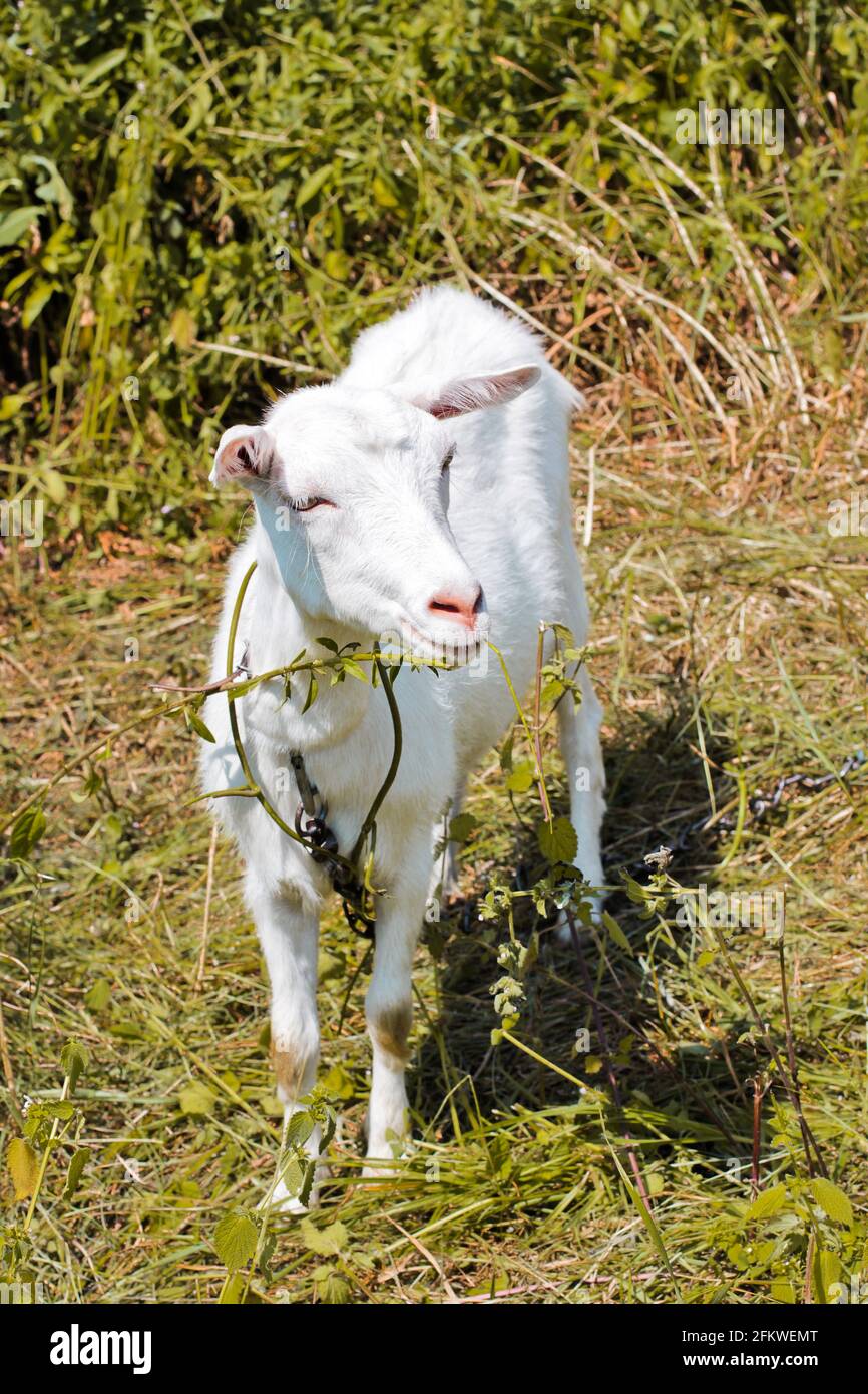 Goat in the field. Whole goat. Animal Stock Photo - Alamy