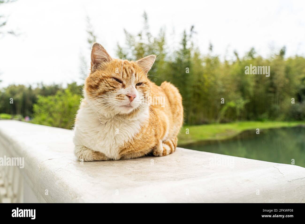 Homeless kitty hi-res stock photography and images - Alamy