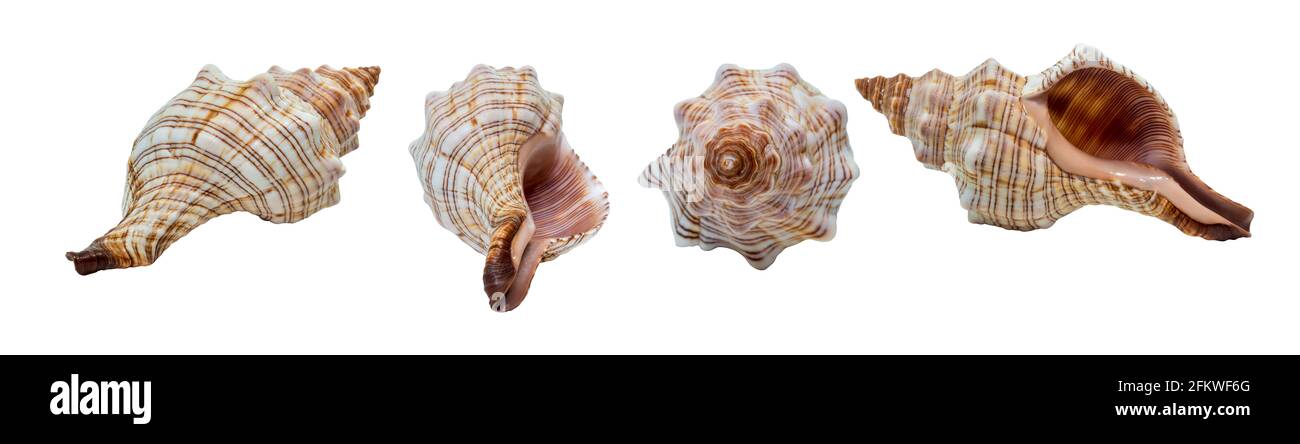 set of four seashells spiral in different angles. isolated white Stock ...