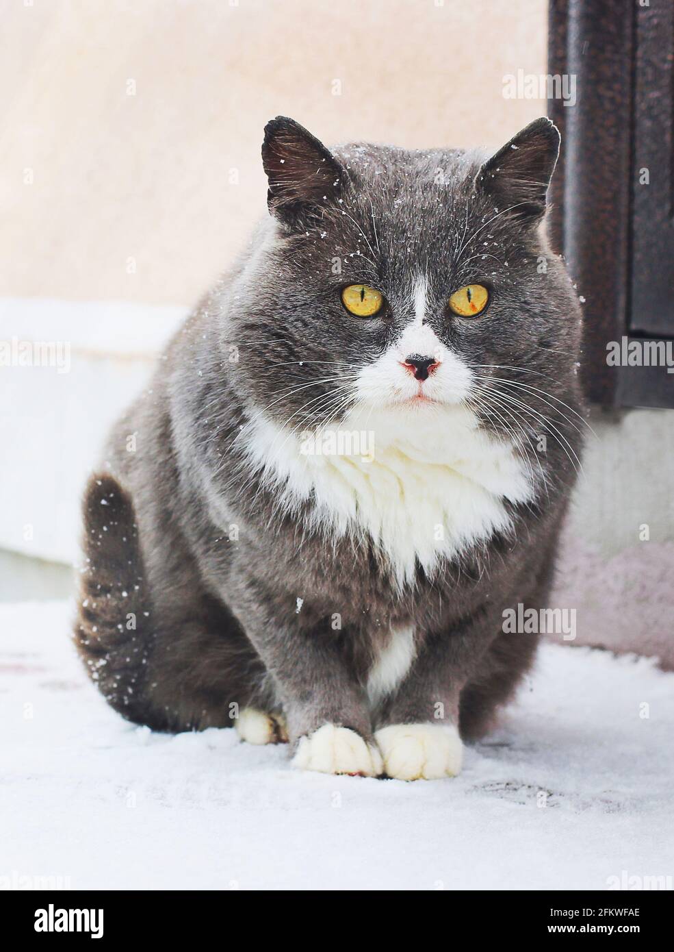Funny cats in winter hi-res stock photography and images - Alamy