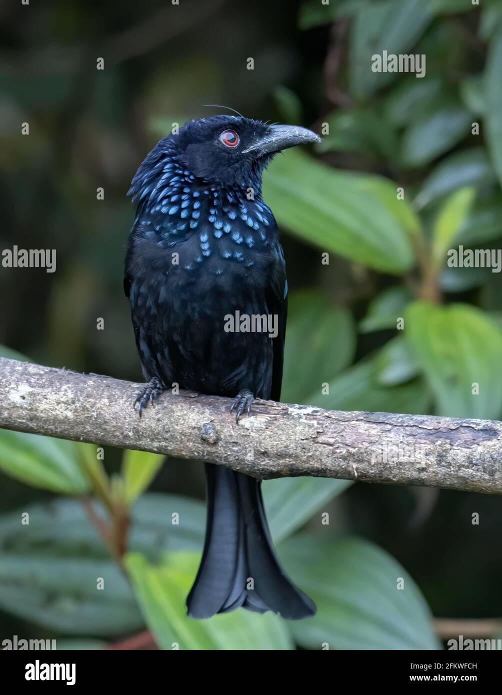Nature wildlife image of Bronze Drongo bird (Dicrurus aeneus) on perch ...