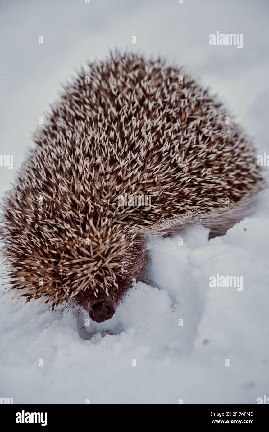 A frozen hedgehog on snow Stock Photo - Alamy