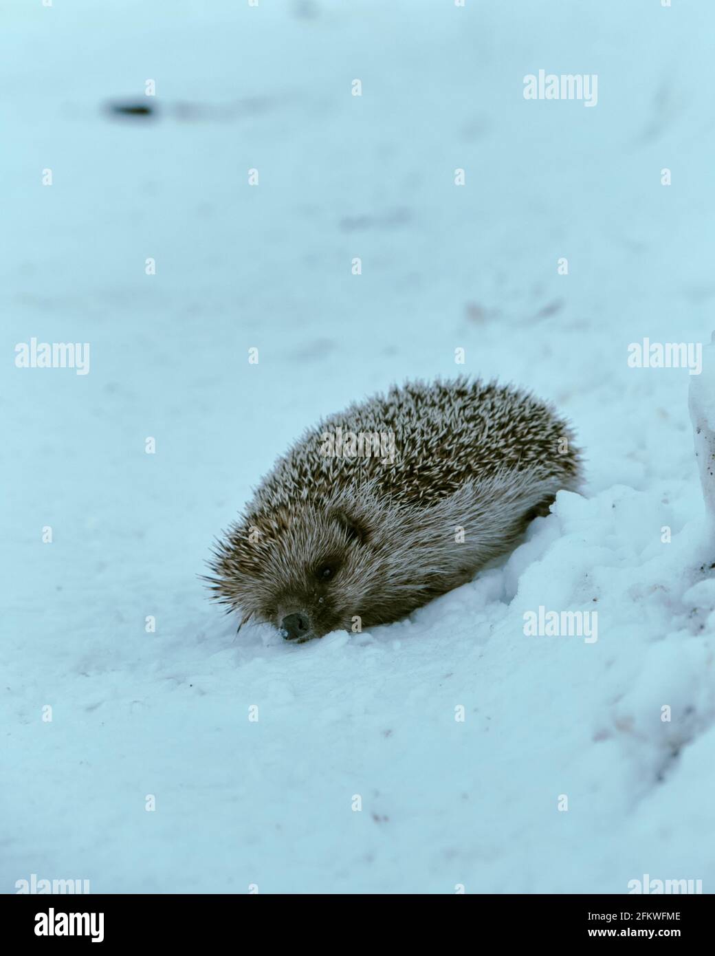 A frozen hedgehog on snow Stock Photo - Alamy