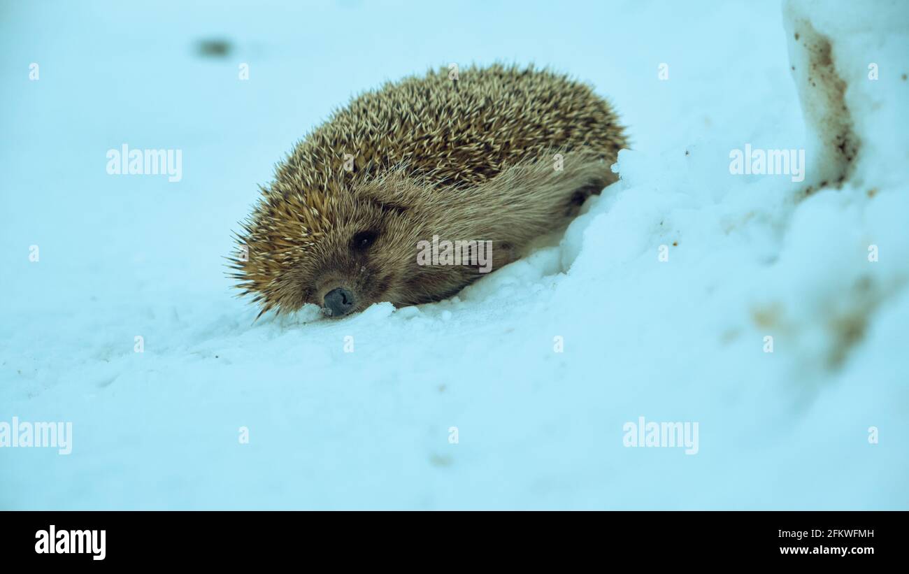 Cute hedgehog snow hi-res stock photography and images - Alamy