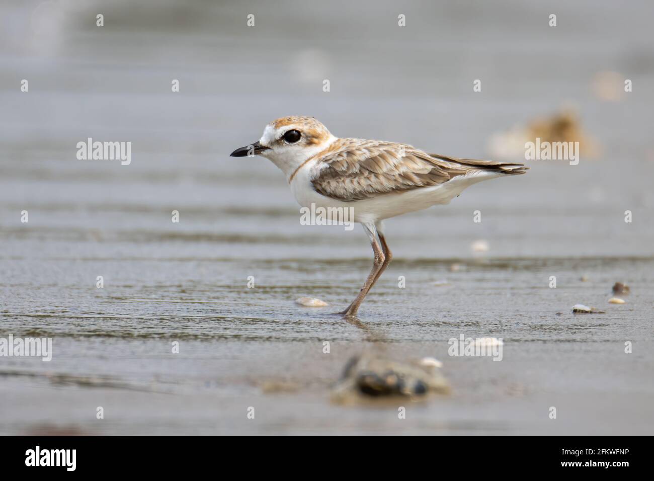 Nature wildlife image of Malaysian plover is a small wader that nests ...