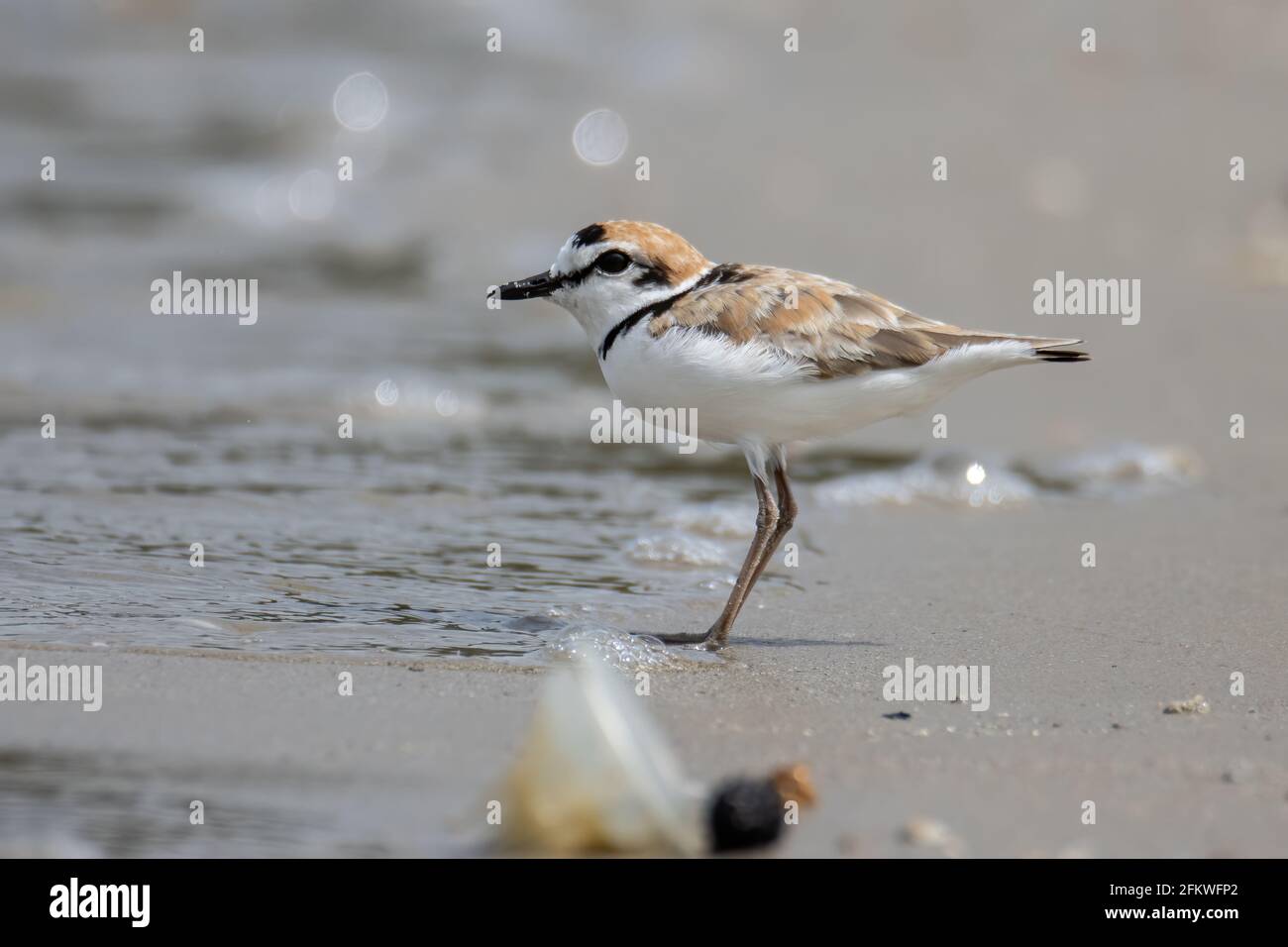 Nature wildlife image of Malaysian plover is a small wader that nests ...