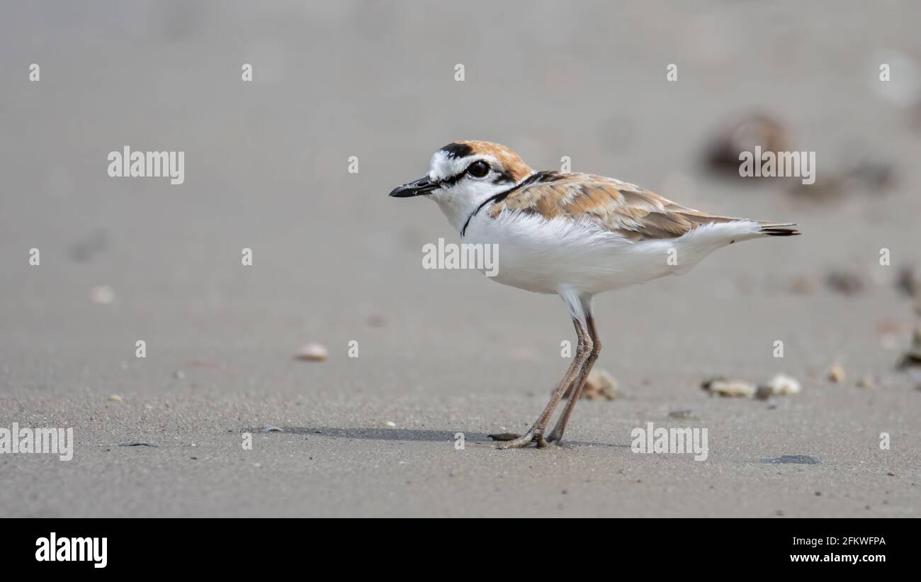 Nature wildlife image of Malaysian plover is a small wader that nests ...