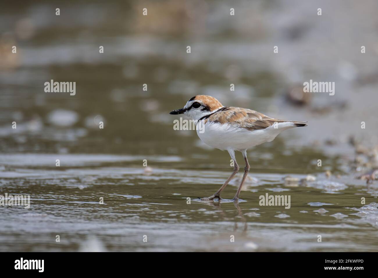 Nature wildlife image of Malaysian plover is a small wader that nests ...