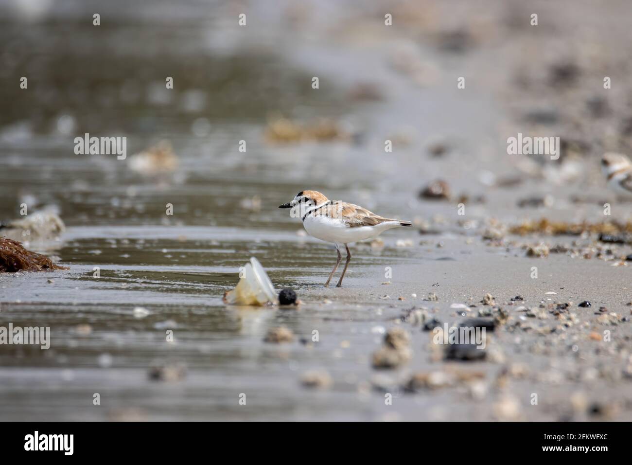 Nature wildlife image of Malaysian plover is a small wader that nests ...