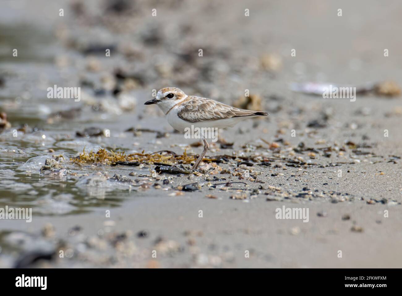 Nature wildlife image of Malaysian plover is a small wader that nests ...