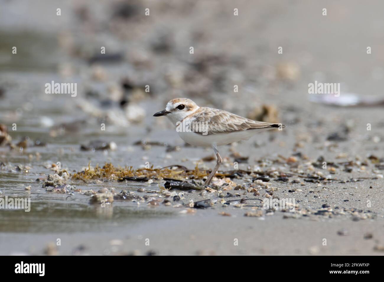 Nature wildlife image of Malaysian plover is a small wader that nests ...